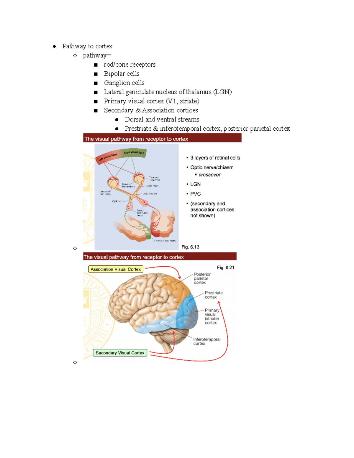 The Visual System I II - Jef Lamoureux - Pathway to cortex pathway= rod ...