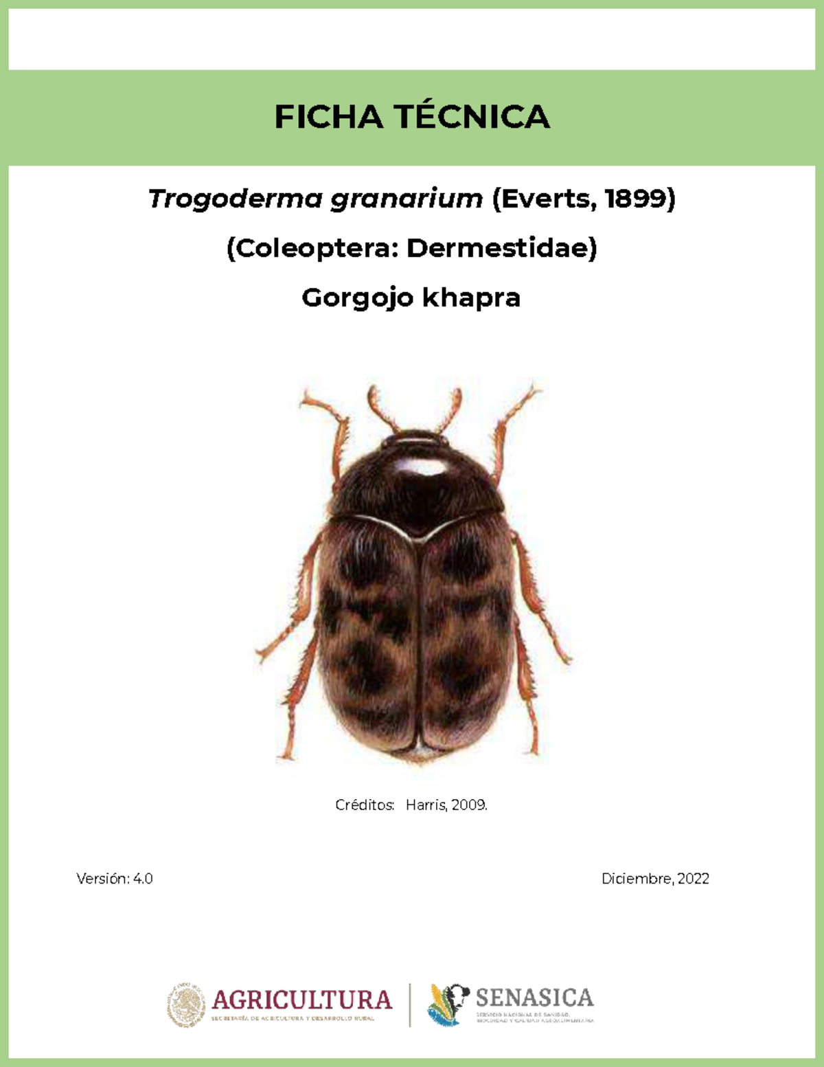 Ficha Técnica de Gorgojo khapra - FICHA TÉCNICA Trogoderma granarium ...
