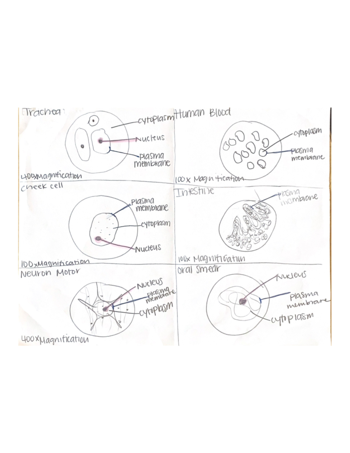 Bio 231 lab 1 - bio lab 1 - BI232 - Studocu