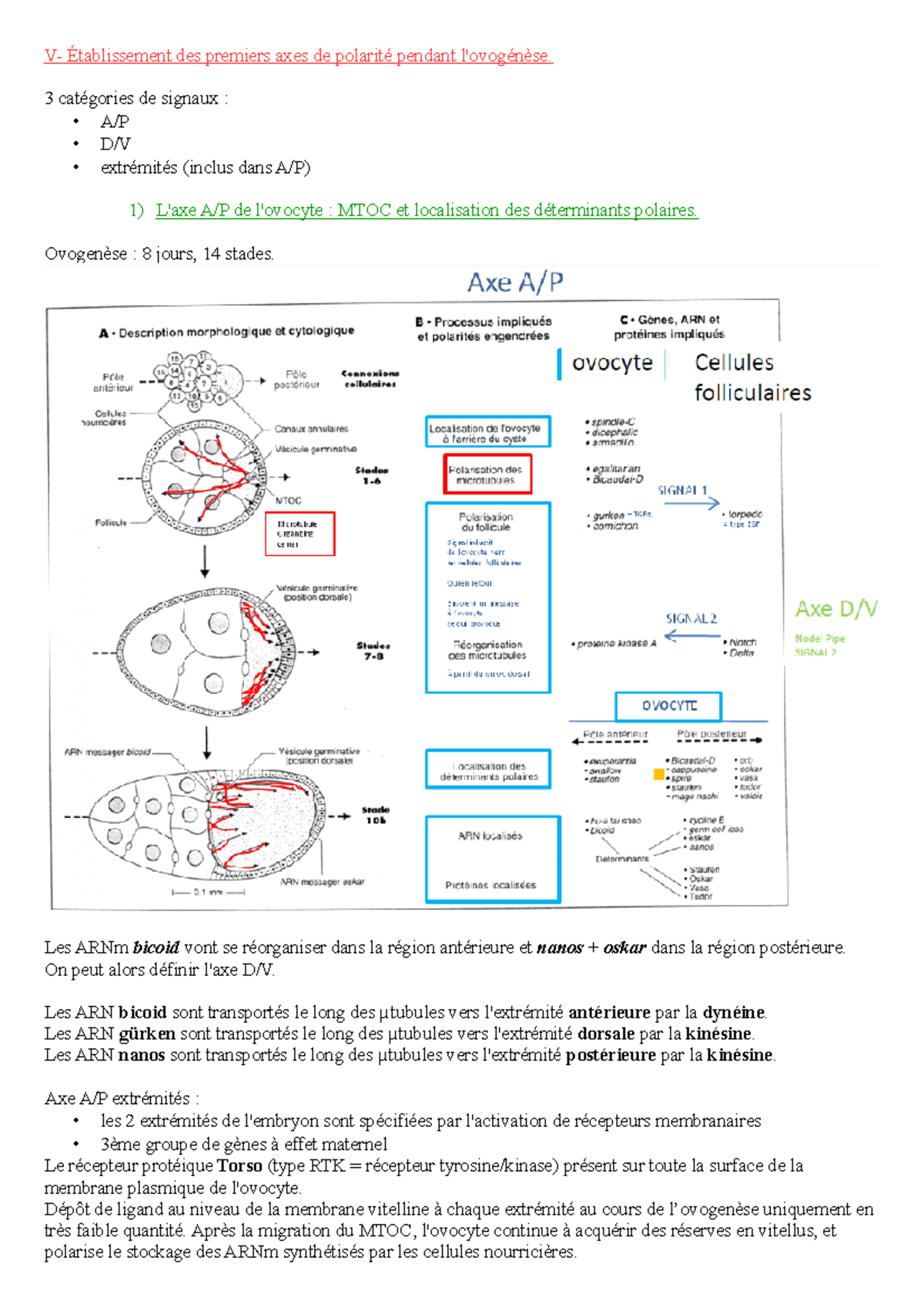 1-Développement de la drosophile-Partie 2 - V- Établissement des ...