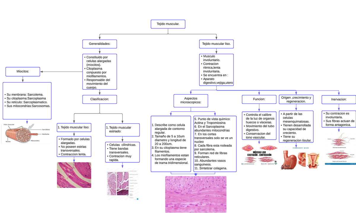 Tejido muscular parte 1 - Tejido muscular. Generalidades: Constituido ...