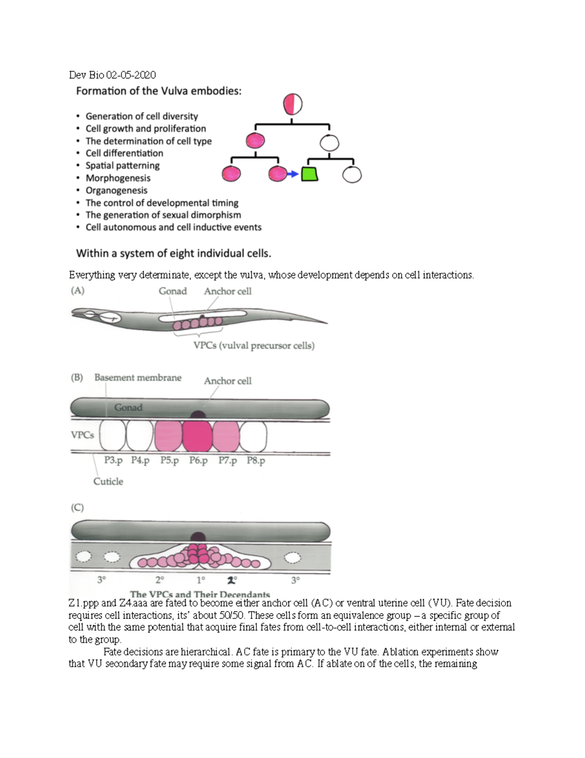 Dev Bio 02-05-2020 - Lecture notes taken on the date given in the title ...
