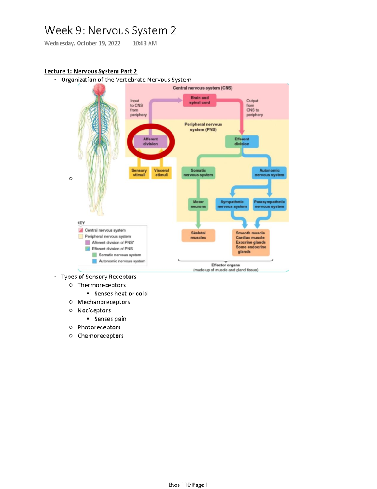 Bios 110 Week 9 pt 2 - Bios 110 Cells and Organism Notes - Lecture 1 ...