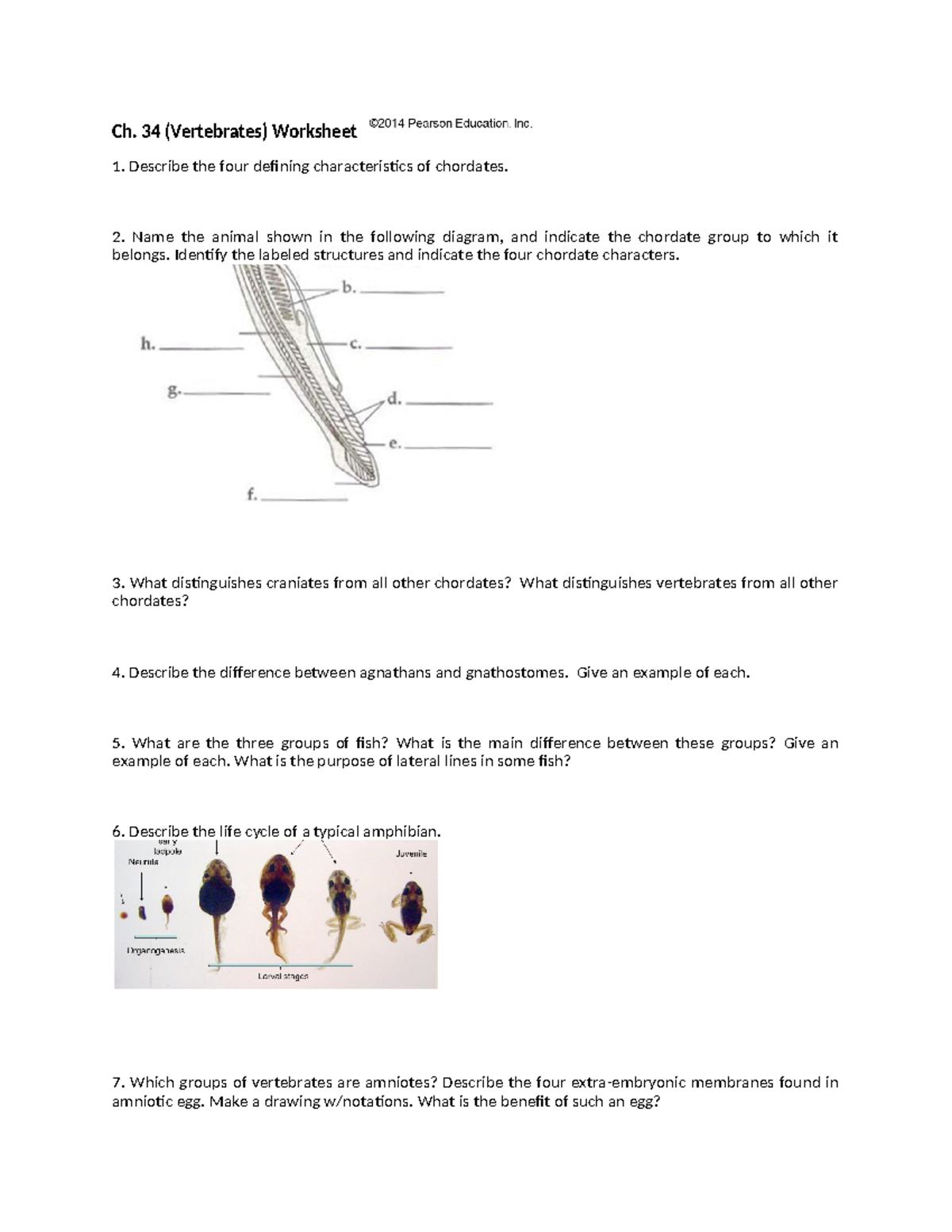 Chapter 34 - Practice Exam - Ch. 34 (Vertebrates) Worksheet 1. Describe ...