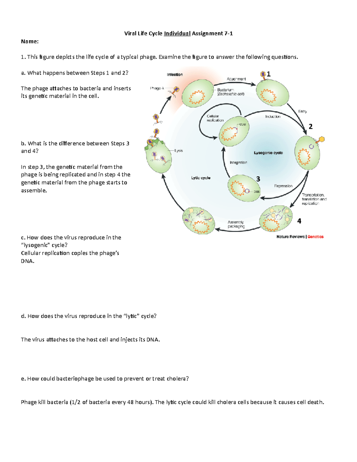 Viral Life Cycle Individual Assignment 7-1 - Viral Life Cycle ...