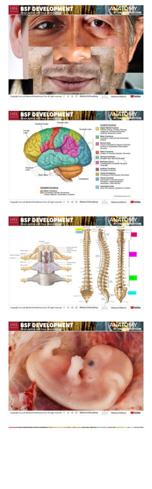 [Solved] functions of pelvic muscles - Conception & Growth (CG201 ...