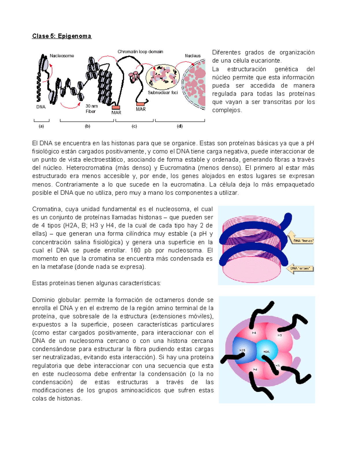 Epigenoma - Resumen Genetica humana - Clase 5: Epigenoma Diferentes ...