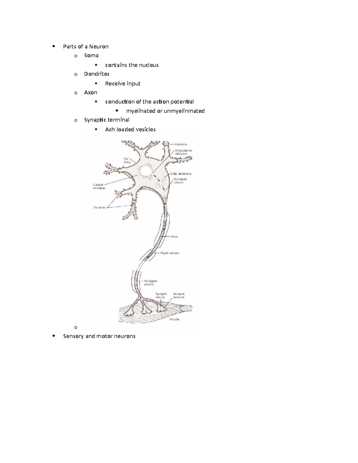 Neuro-Neurophysiology I- Parts of a Neuron o Soma contains the nucleus ...