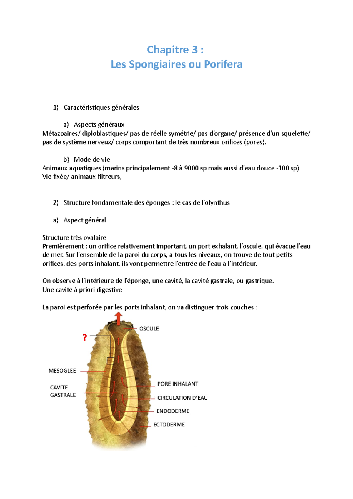 Chapitre 3 spongiaires - Chapitre 3 : Les Spongiaires ou Porifera ...