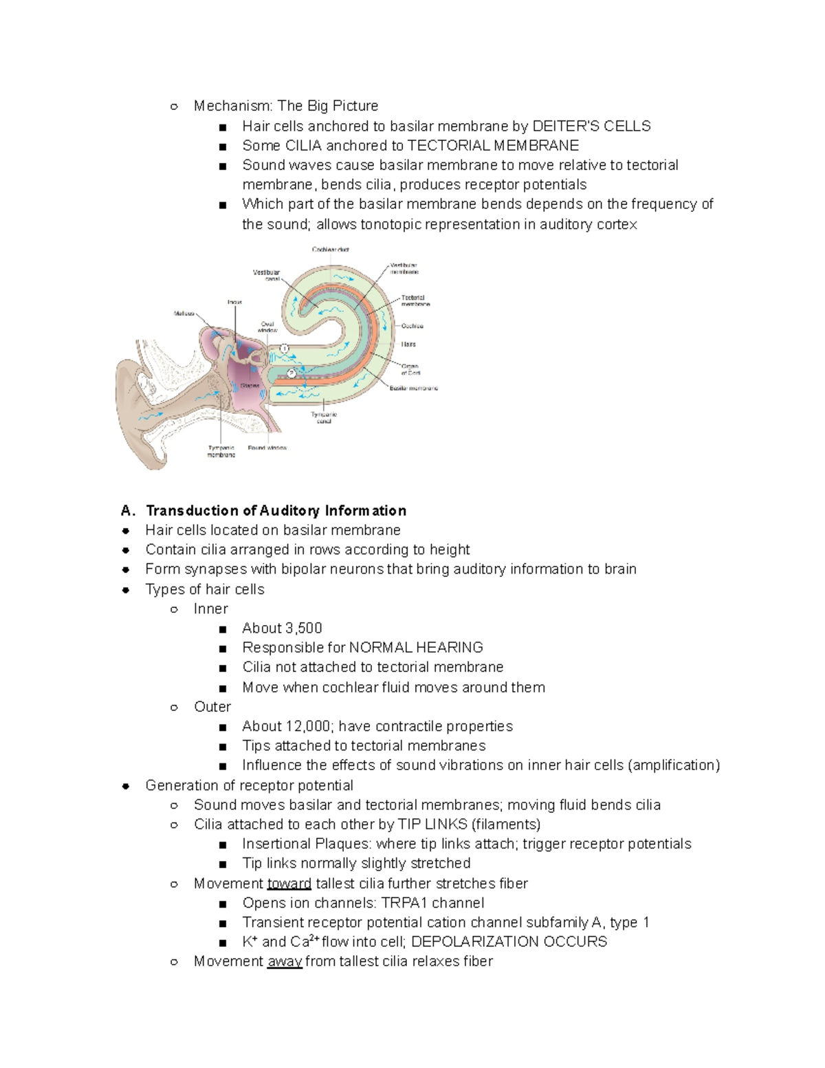 Bio Basis Chapter 6 Part 3 - Mechanism: The Big Picture Hair cells ...