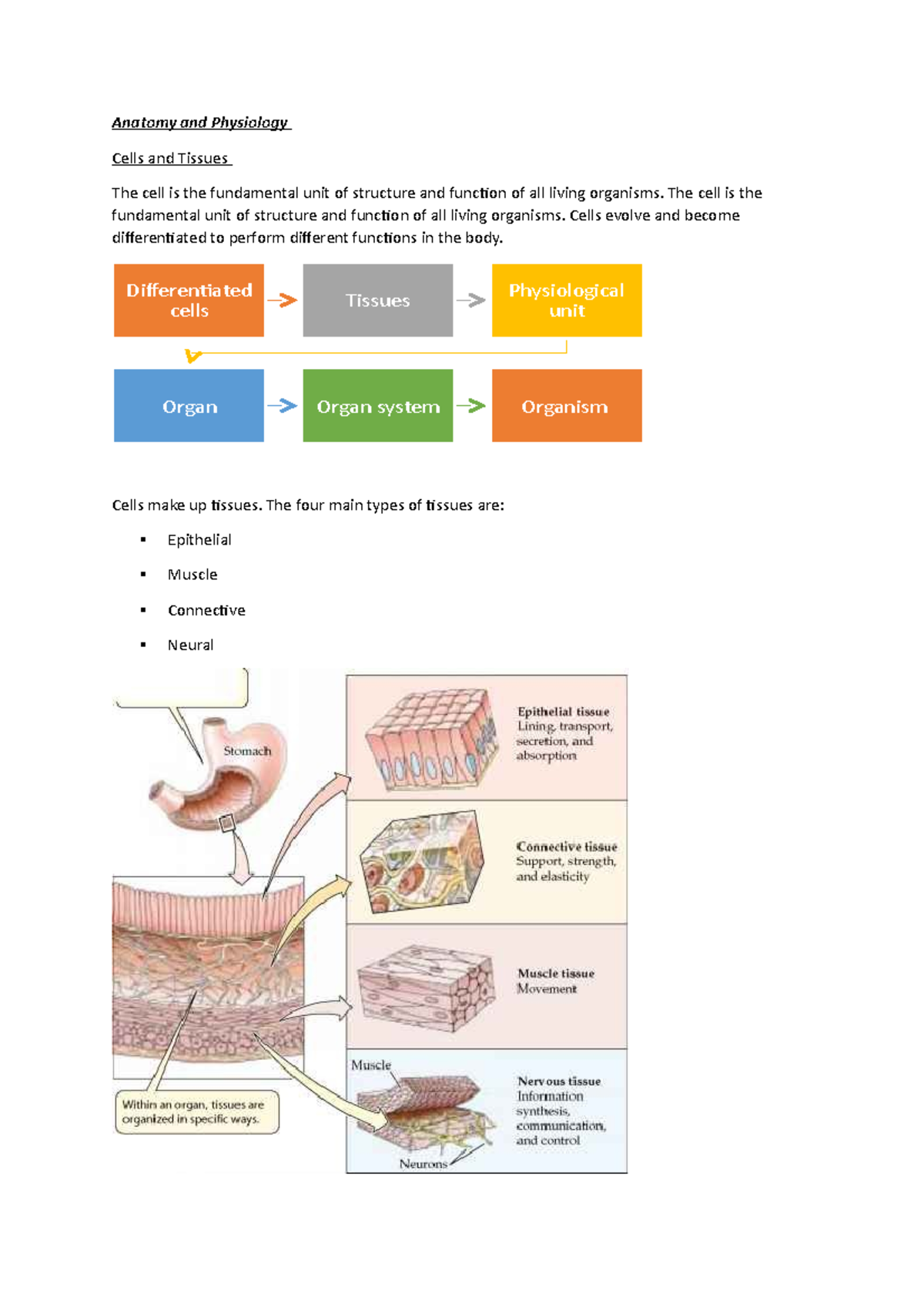 Anatomy and Physiology - Anatomy and Physiology Cells and Tissues The ...