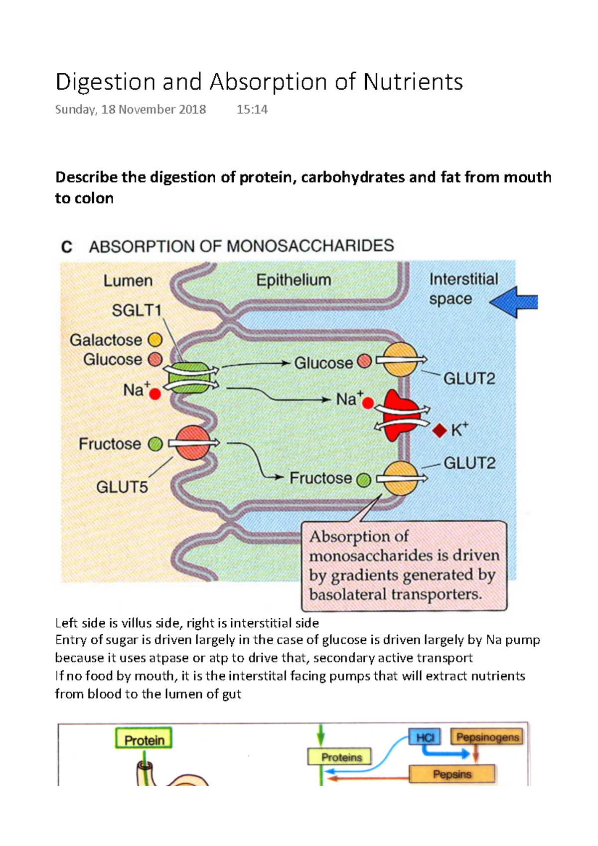 Digestion and Absorption of Nutrients - Describe the digestion of ...