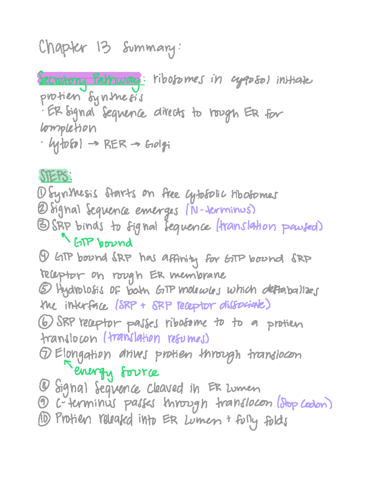 Ch 13 - Protein Synthesis/Movement - Summary - Chapter 13 Summary ...