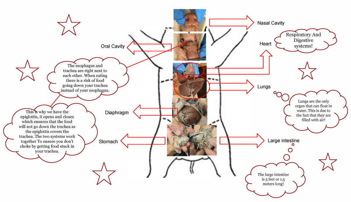 Pig disection - label parts of the pig and connect two of the systems ...