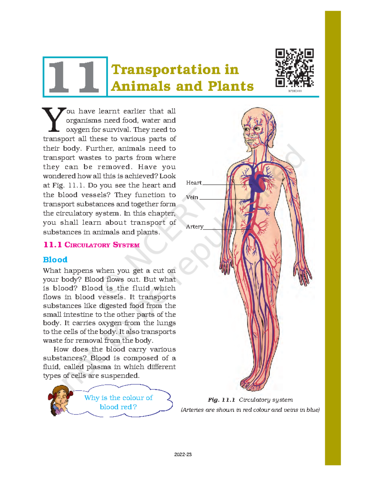 Gesc111 - Ncert 6 - Transportation in 11 Animals and Plants Y ou have ...
