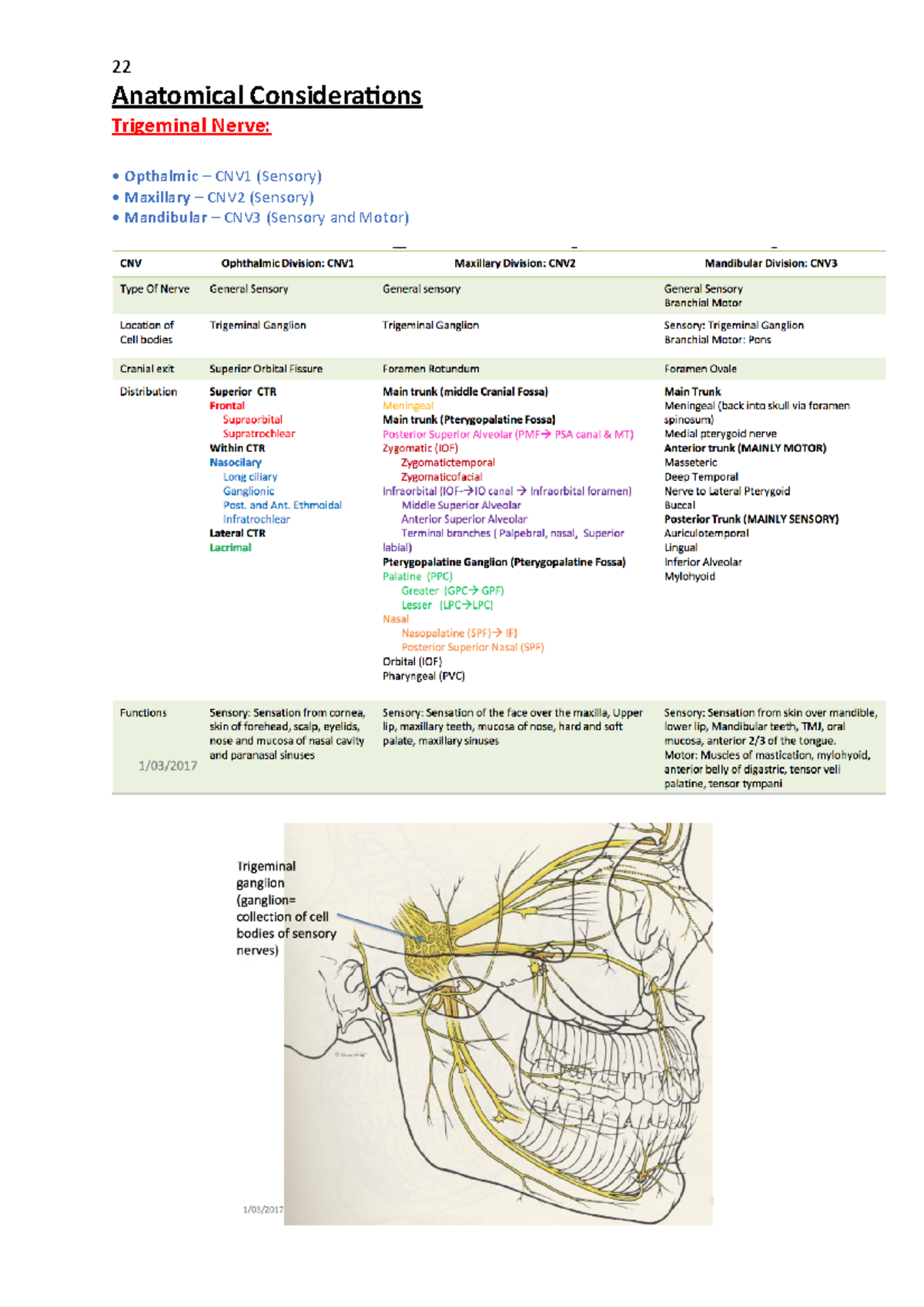 Oral Anatomical Considerations for LA - Anatomical Considerations ...