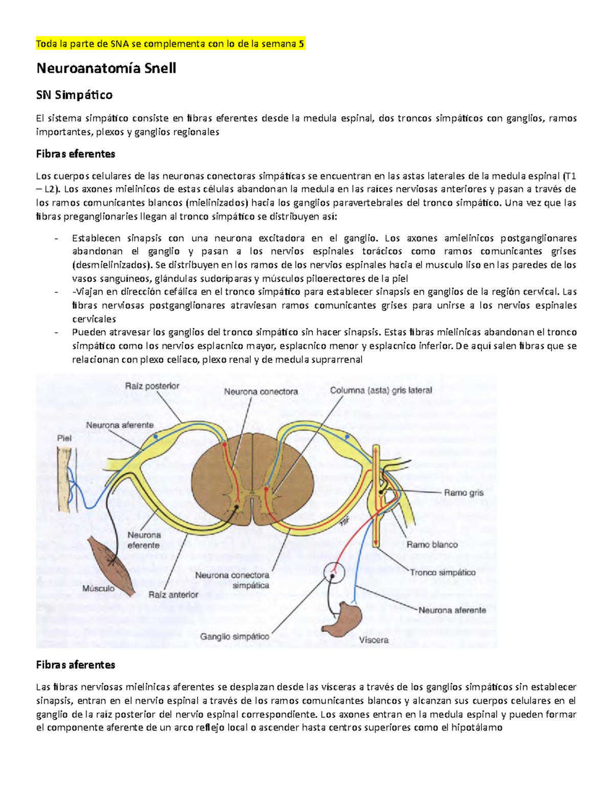 Semana 6 - Apuntes Neuroanatomía Snell - Toda la parte de SNA se ...
