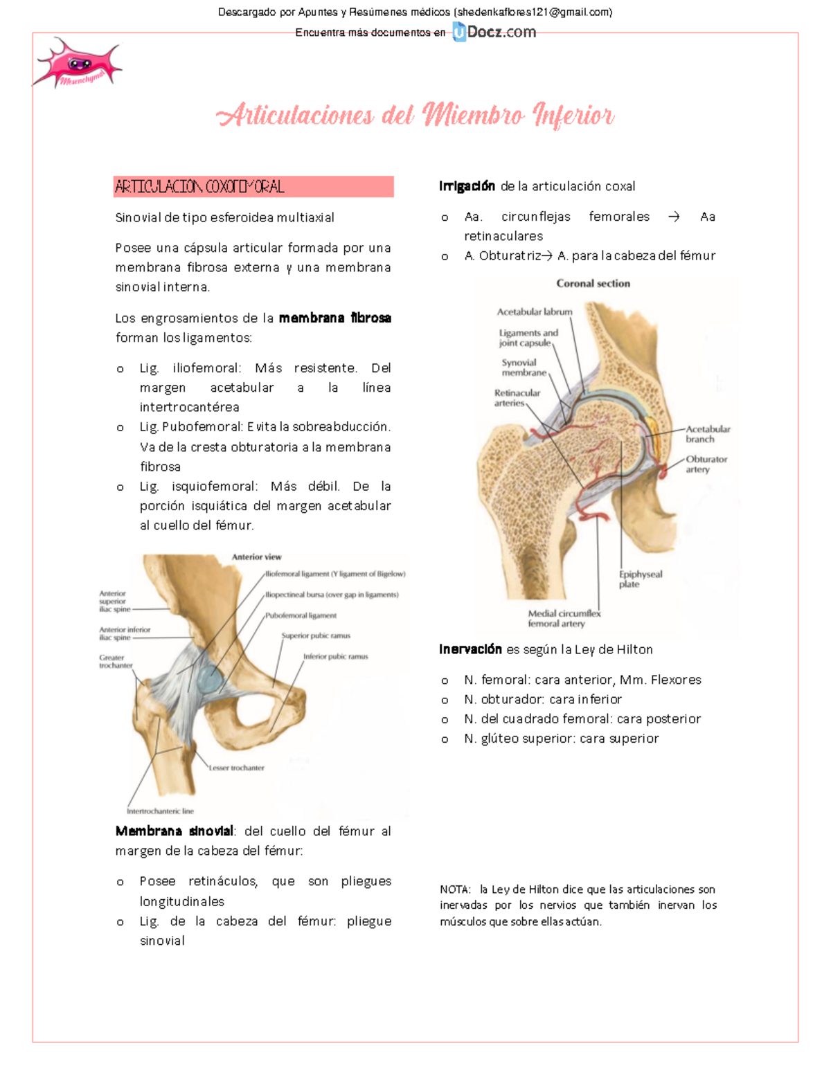 Articulaciones del miembro inferior 1 downloable - ARTICULACIÓN ...