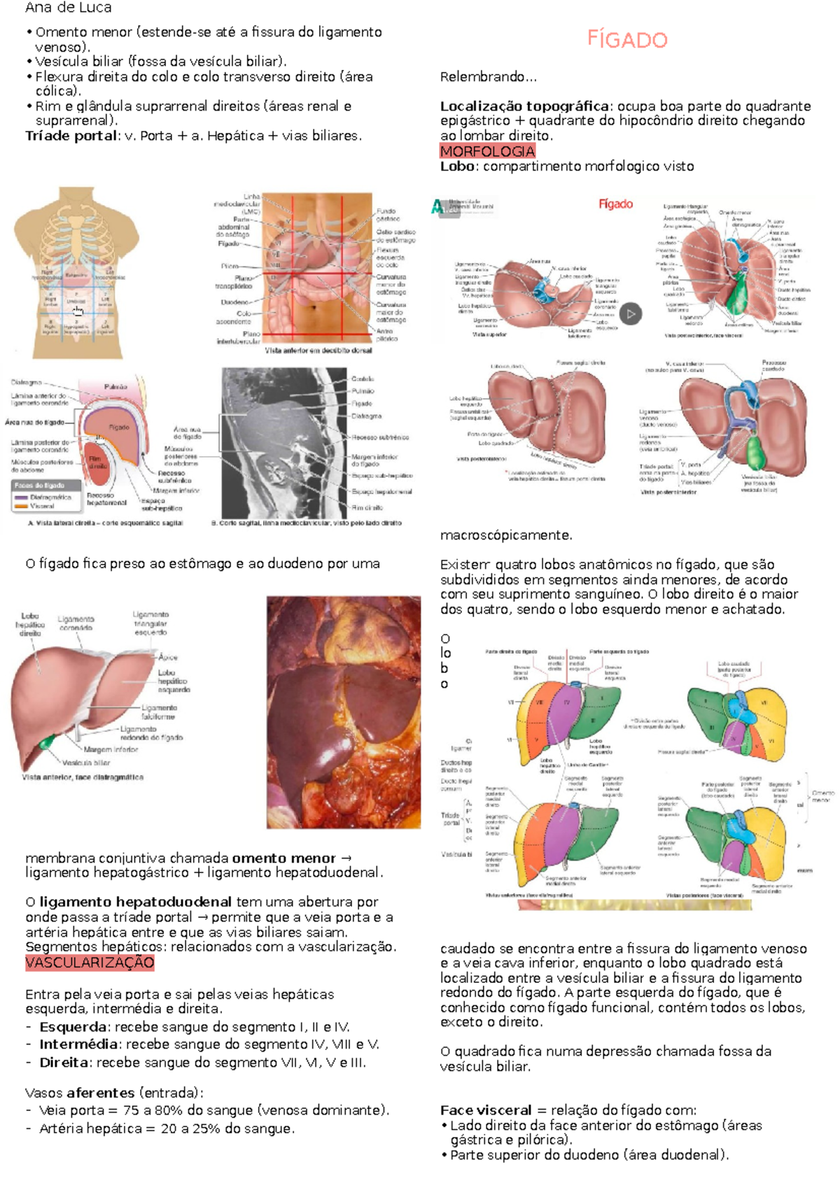 Figado - Clinica Integrada - FÍGADO Relembrando... Localização ...
