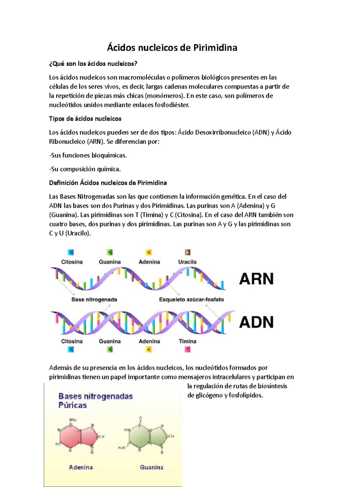 Ácidos nucleicos de Pirimidina - Ácidos nucleicos de Pirimidina ¿Qué ...
