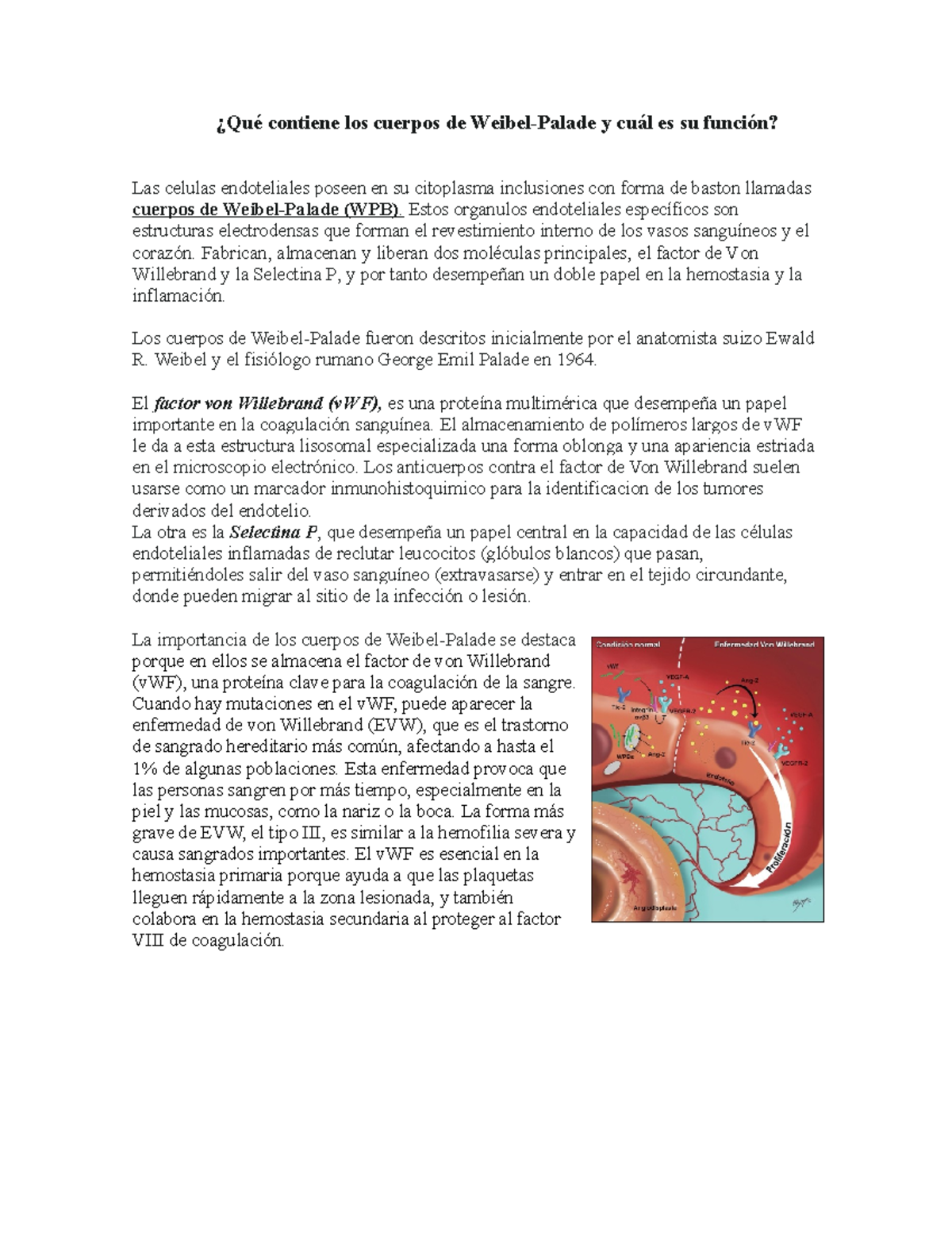 Cuerpos de Weibel - ...... - ¿Qué contiene los cuerpos de Weibel-Palade ...