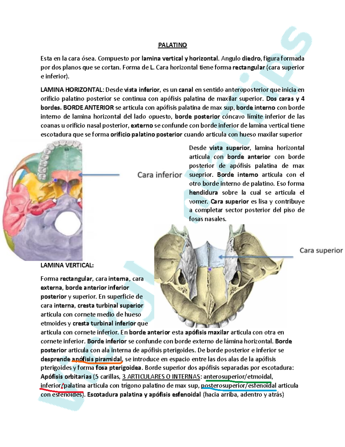 6. Palatino - PALATINO Esta en la cara ósea. Compuesto por lamina ...