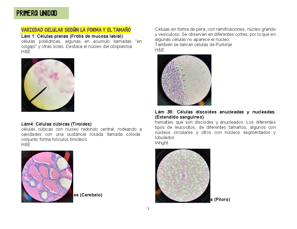 GUIA Practica Histologia Resumen - VARIEDAD CELULAR SEGÚN LA FORMA Y EL ...