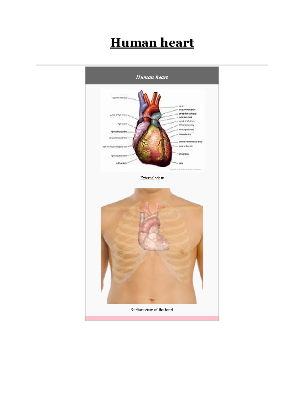 Human heart - The heart is contained in the mediastinum in the thoracic ...