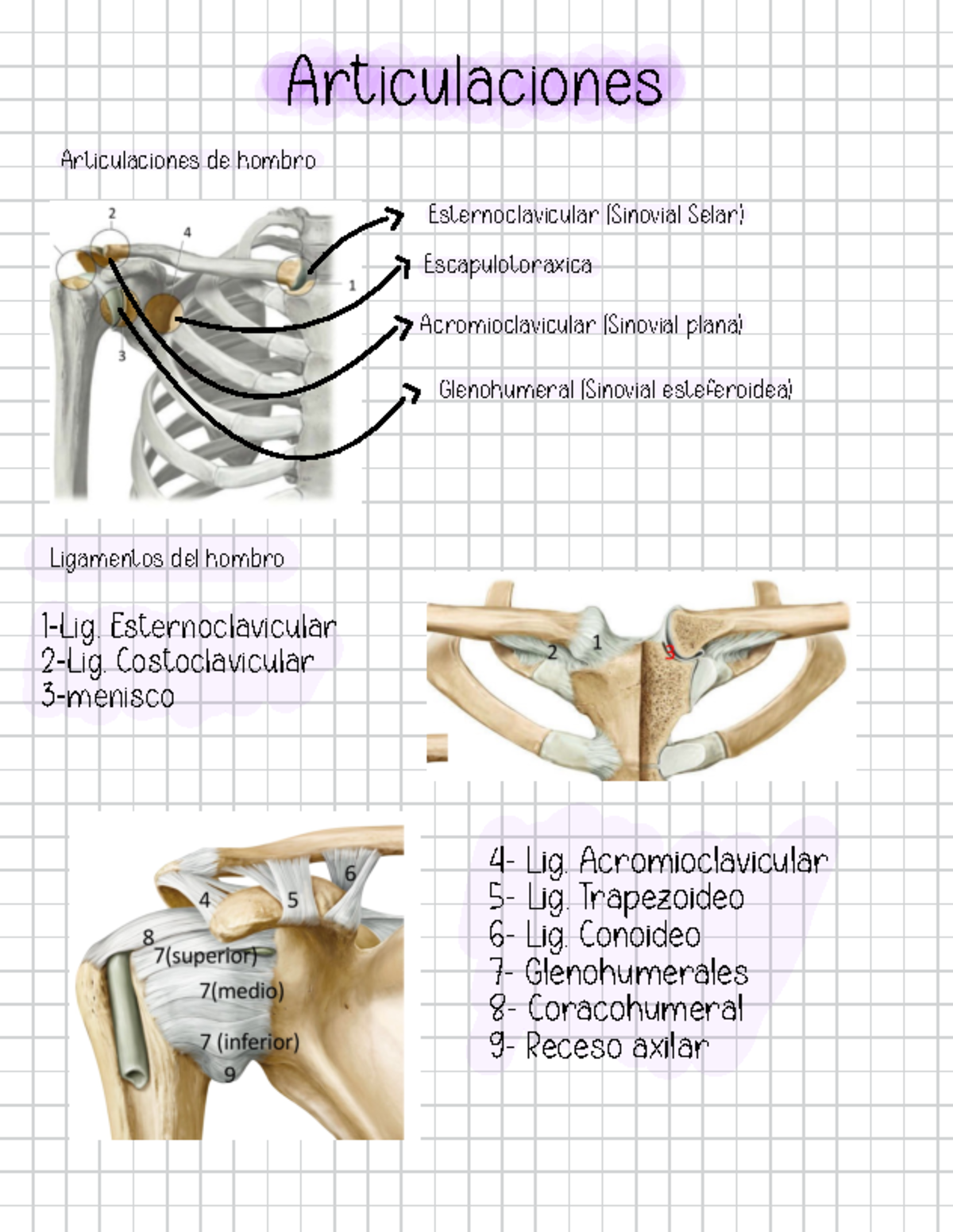 Anatomía articulaciones - Articulaciones de hombro Esternoclavicular ...