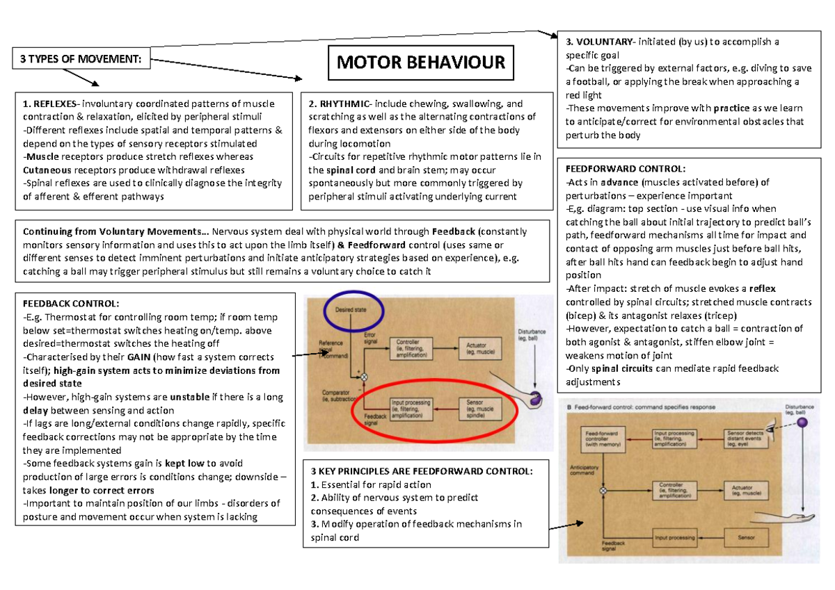 Motor System Revision notes - 3 TYPES OF MOVEMENT: 1. involuntary ...