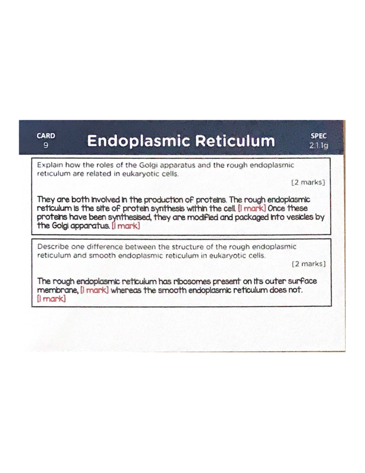 Endoplasmic Reticulum - Studocu