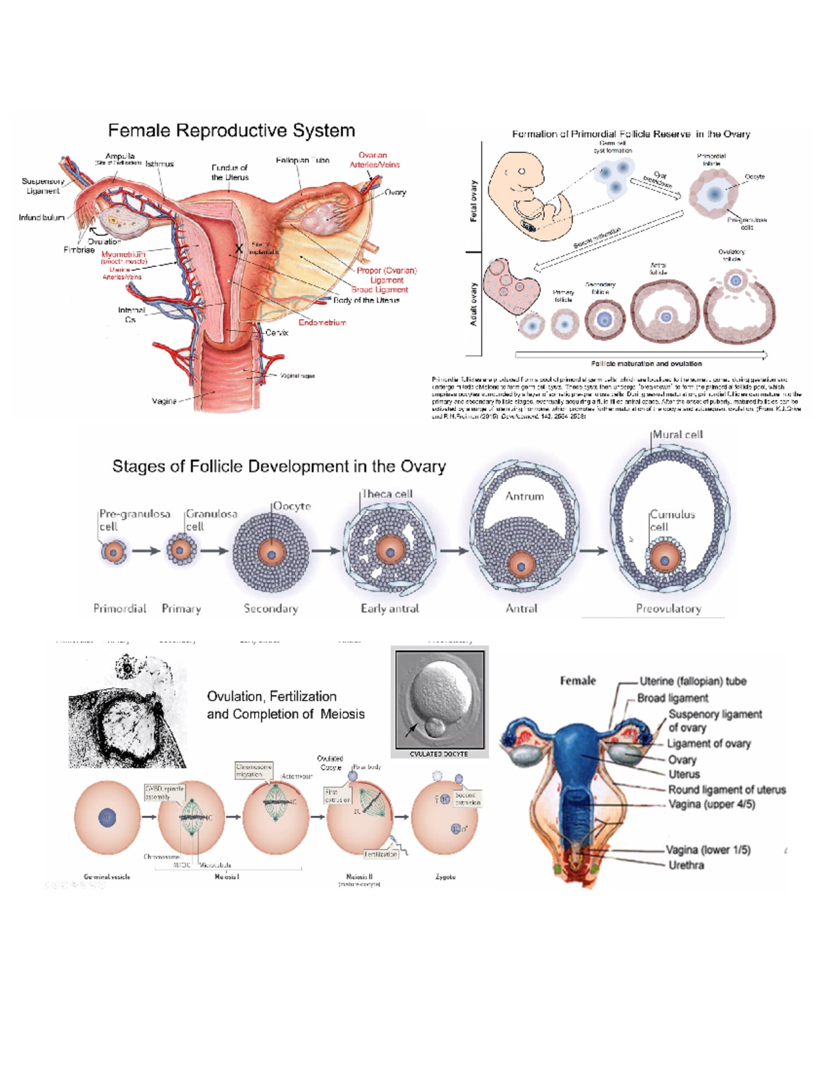 Study Guide Male and Female Anatomy - Gonads and Reproductive Tracts ...