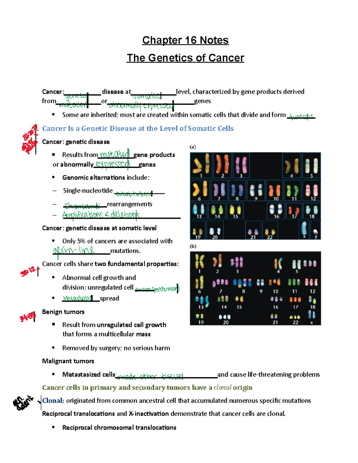 Chapter 16 Notes - The Genetics of Cancer - Chapter 16 Notes The ...