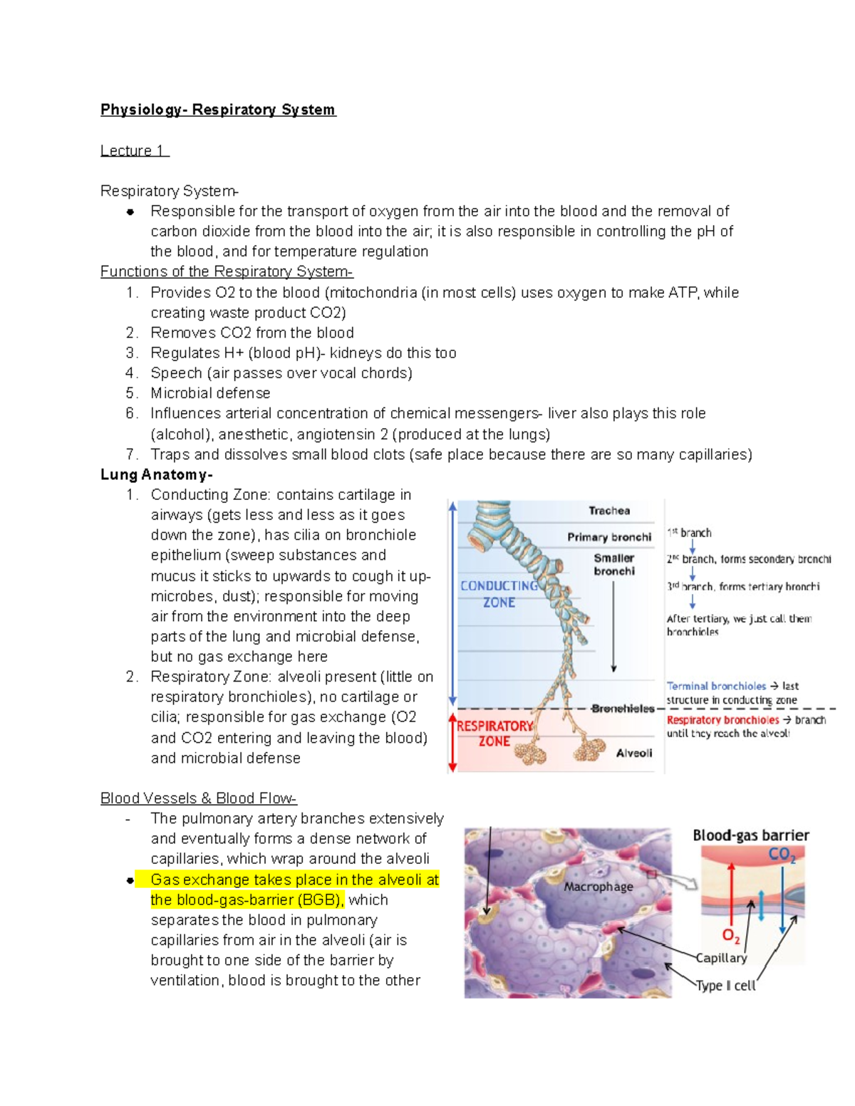 Physiology- Respiratory System - Physiology- Respiratory System Lecture ...