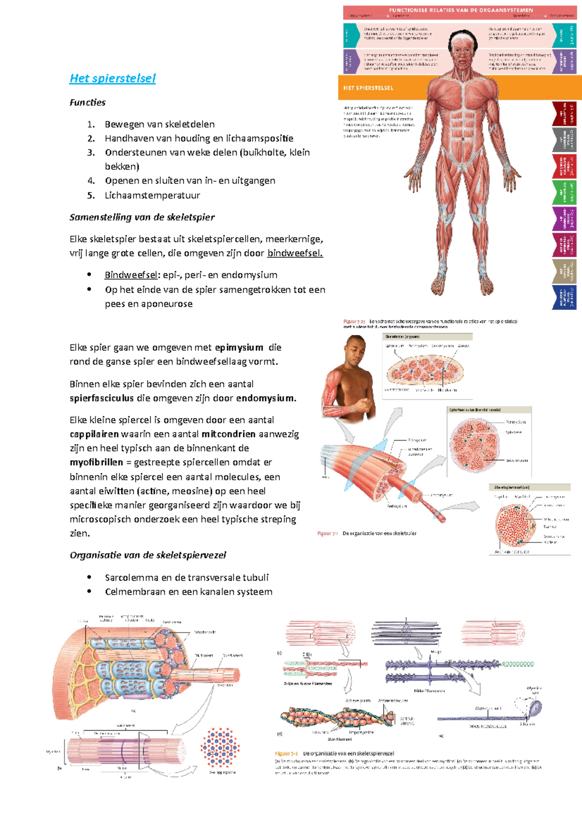 Het spierstelsel PXL - Het spierstelsel Functies 1. Bewegen van ...