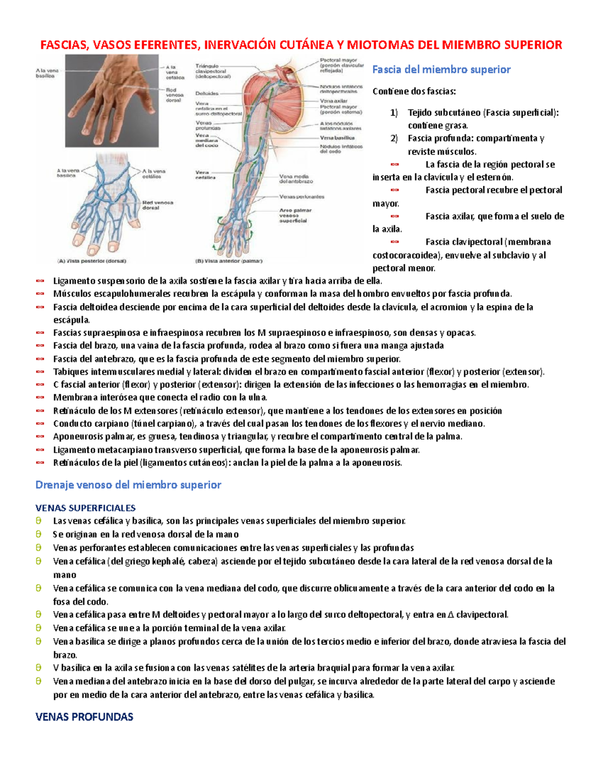 Miembro Superior Tema 3 Fascias, Vasos Eferentes, Inervación Cutánea Y ...