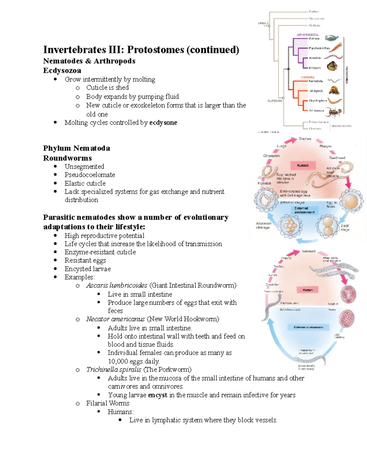 Invertebrates III - Lecture notes - Invertebrates III: Protostomes ...