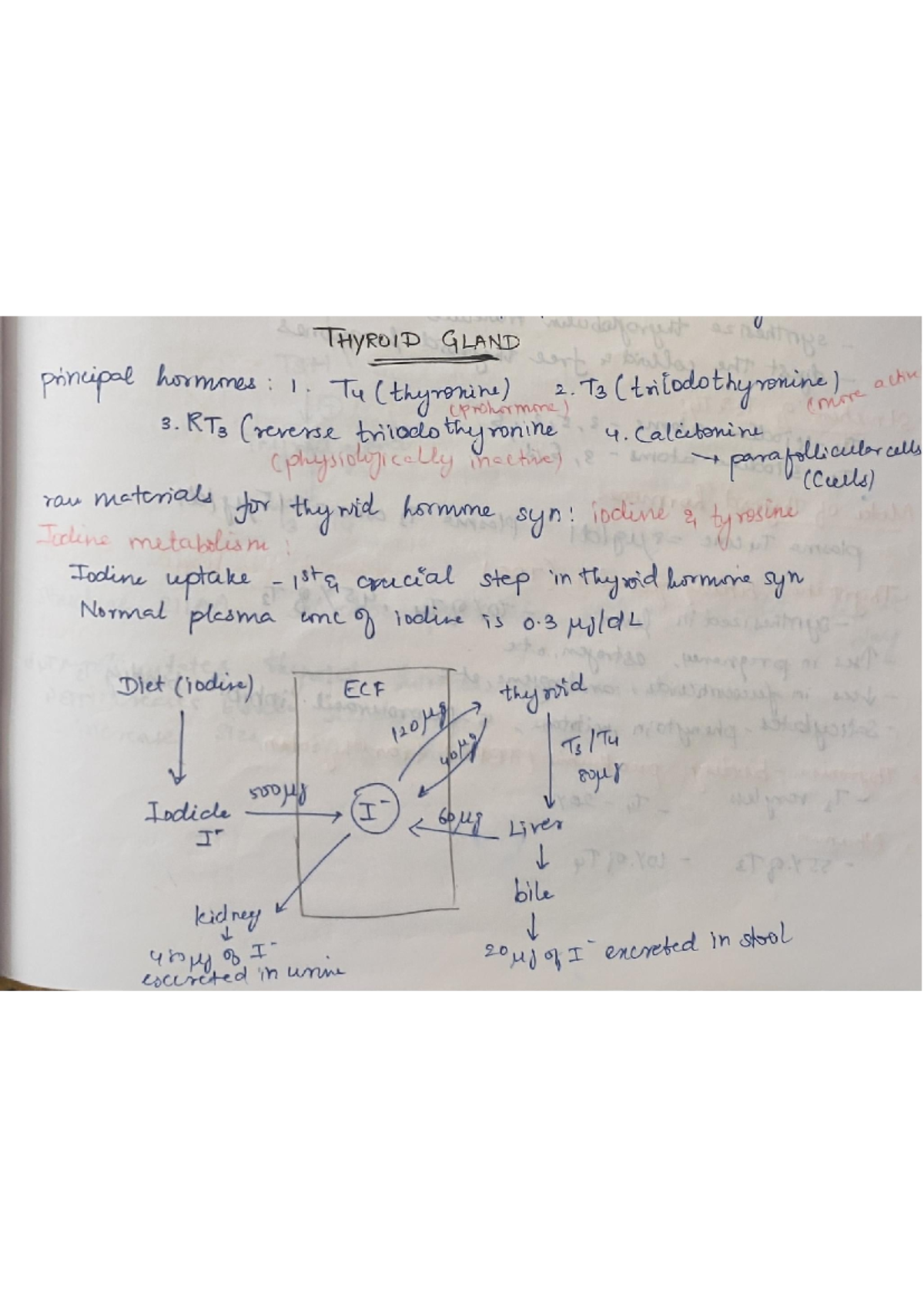 Thyroid gland - Summary Comprehensive Textbook of Medical Physiology ...
