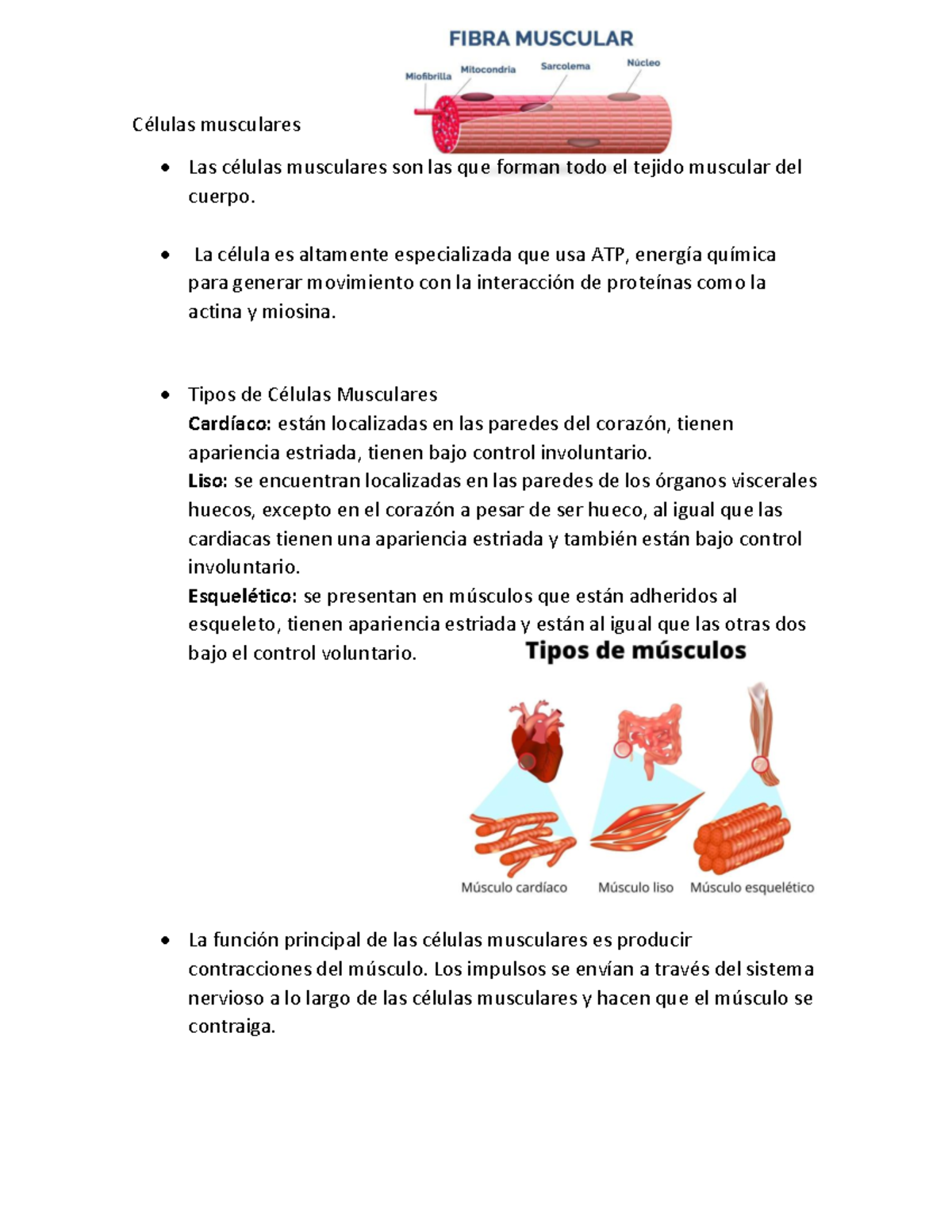 Células musculares - Células musculares Las células musculares son las ...