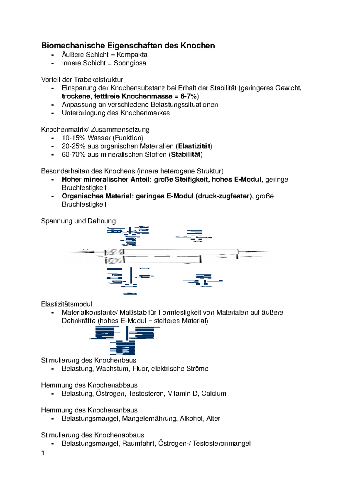 Biomechanik Zusammenfassung - Biomechanische Eigenschaften des Knochen ...