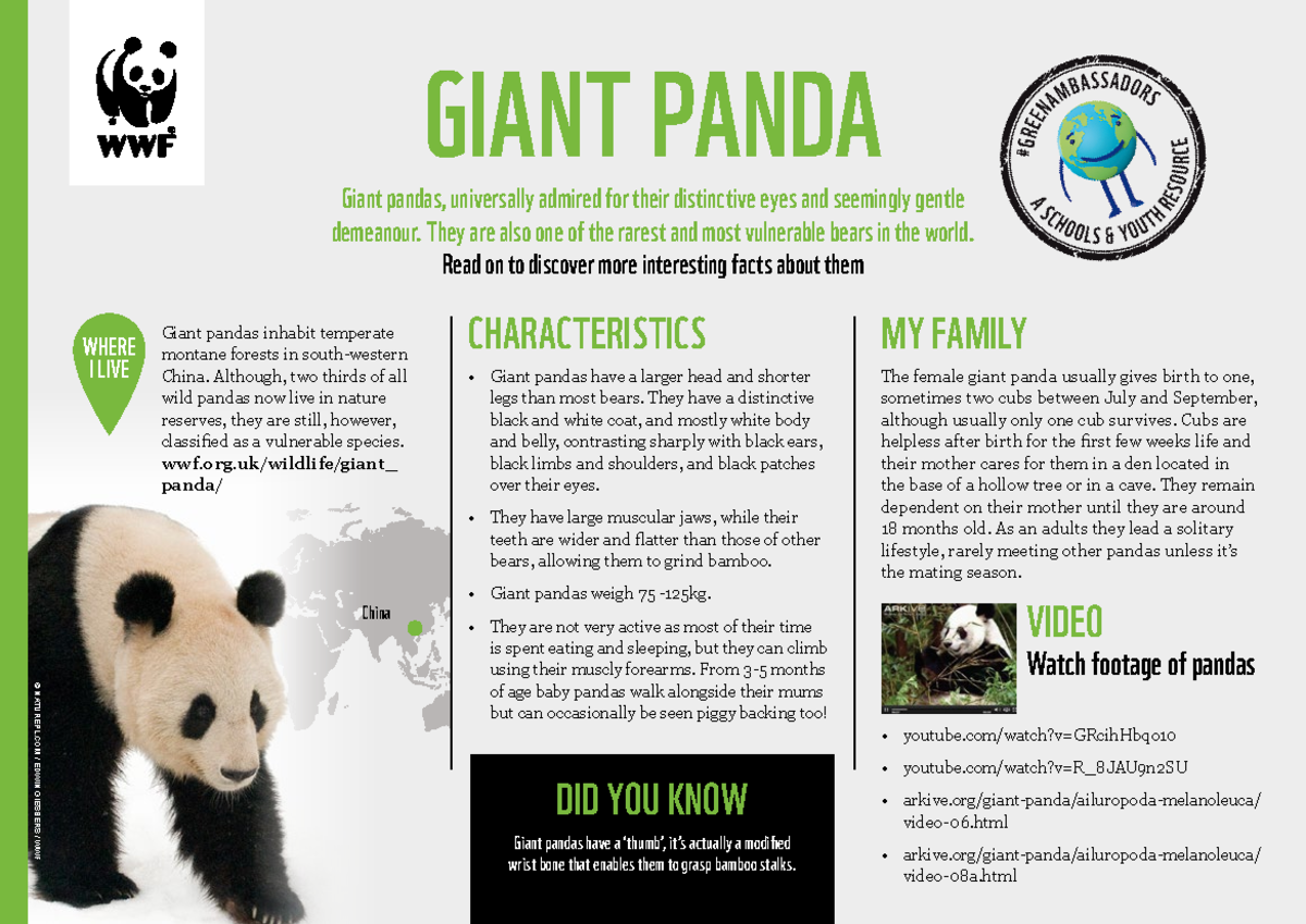 Ga panda fact sheet - GIANT PANDA CHARACTERISTICS MY FAMILY Giant ...