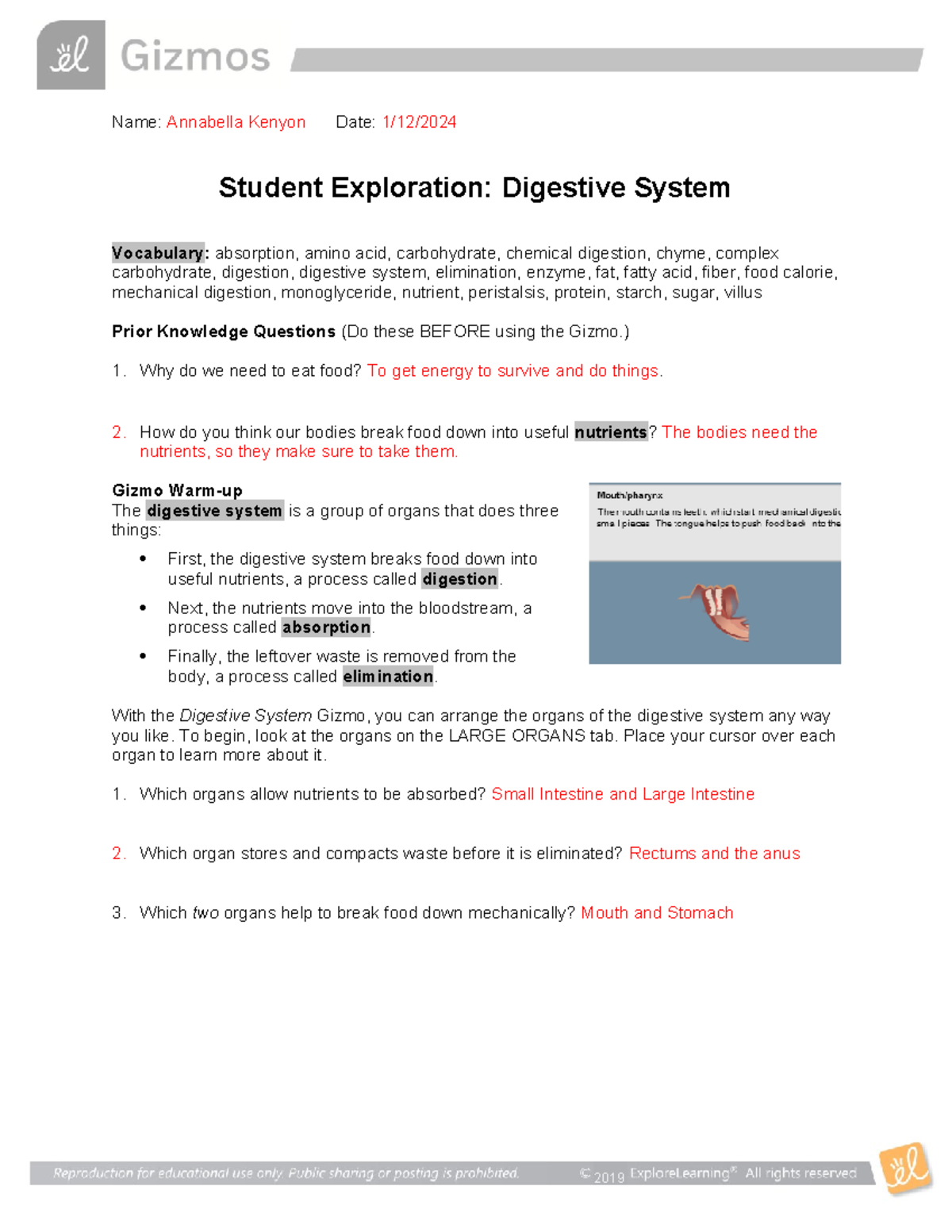 Digestive System SE Gizmo - Name: Annabella Kenyon Date: 1/12/ Student ...