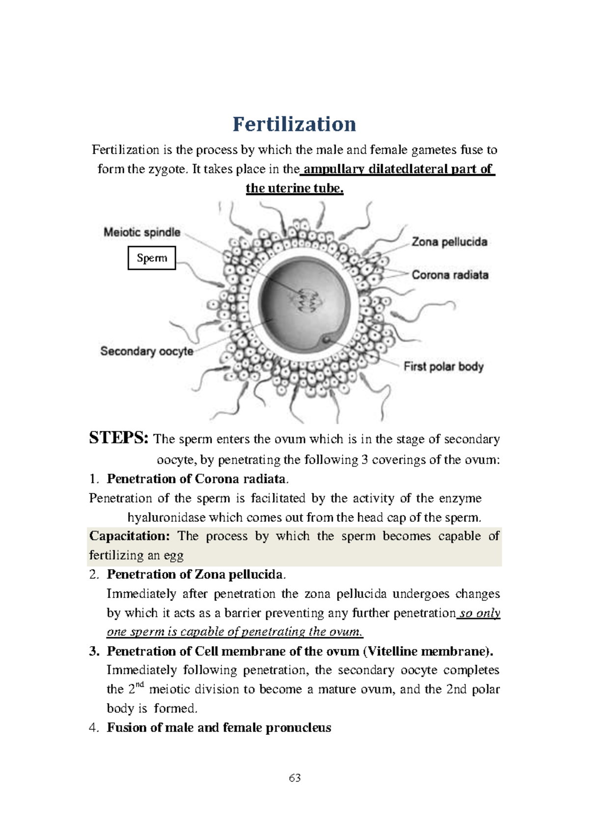 Fertilization - Fertilization Fertilization is the process by which the ...