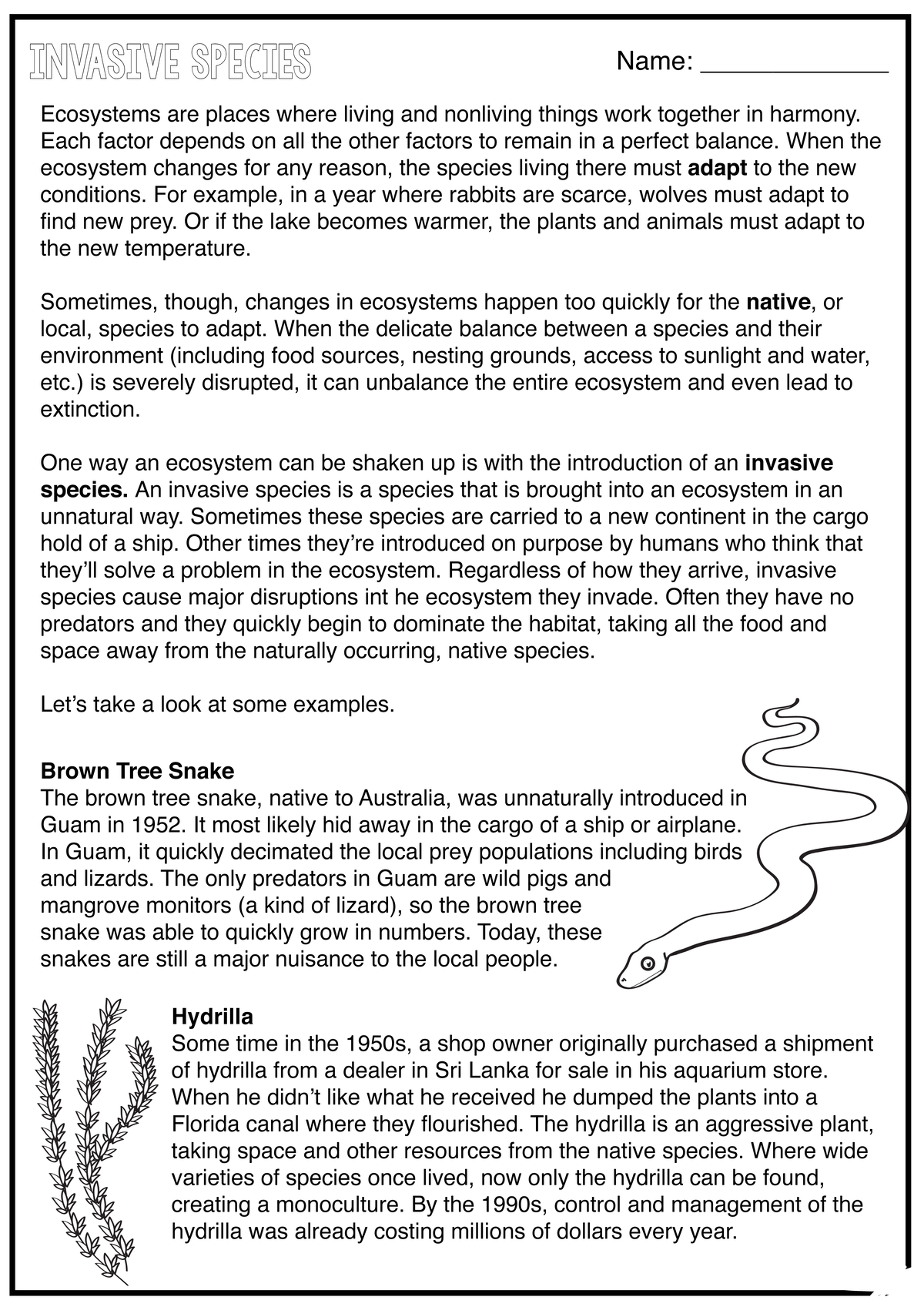 Inasive Species - Brown Tree Snake The brown tree snake, native to ...