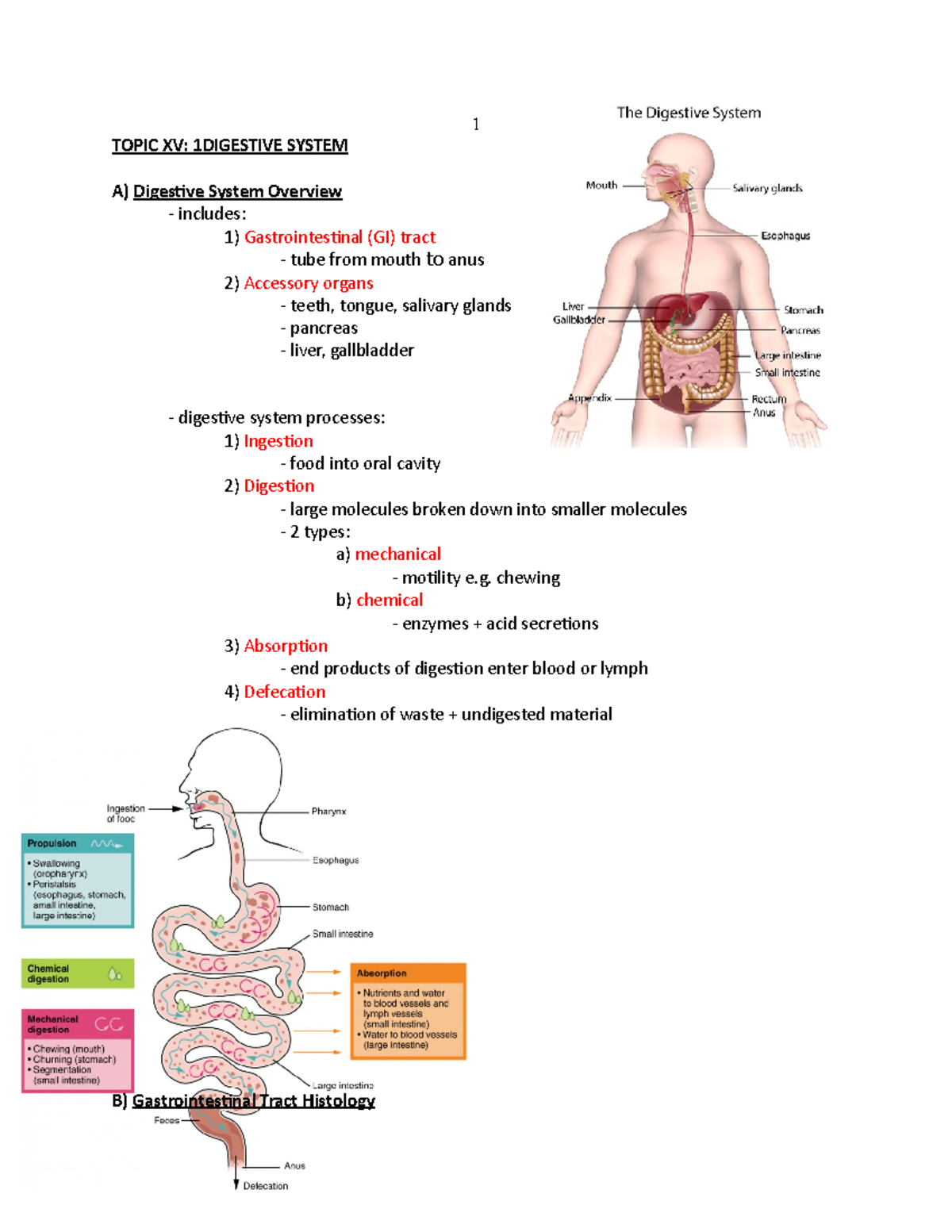Topic XV Digestive System - TOPIC XV: 1 DIGESTIVE SYSTEM A) Digestive ...