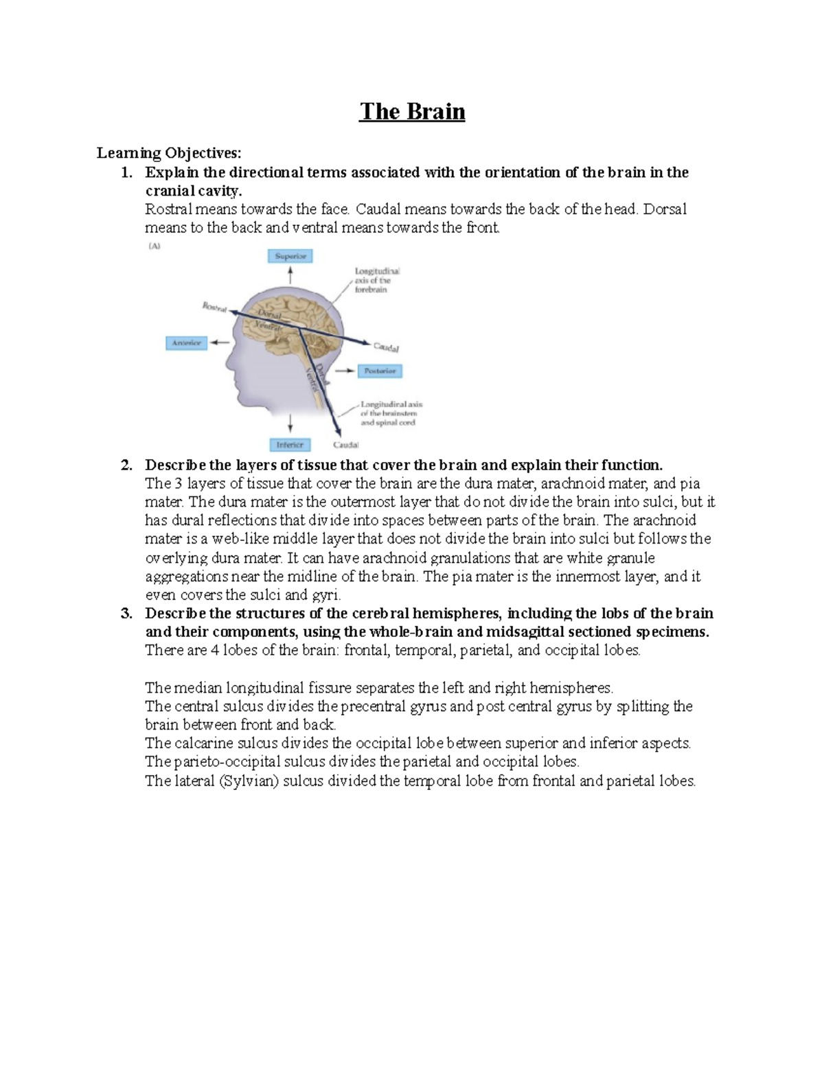 Anatomy 338 Lab Exam 2 Study Guide - The Brain Learning Objectives: 1 ...