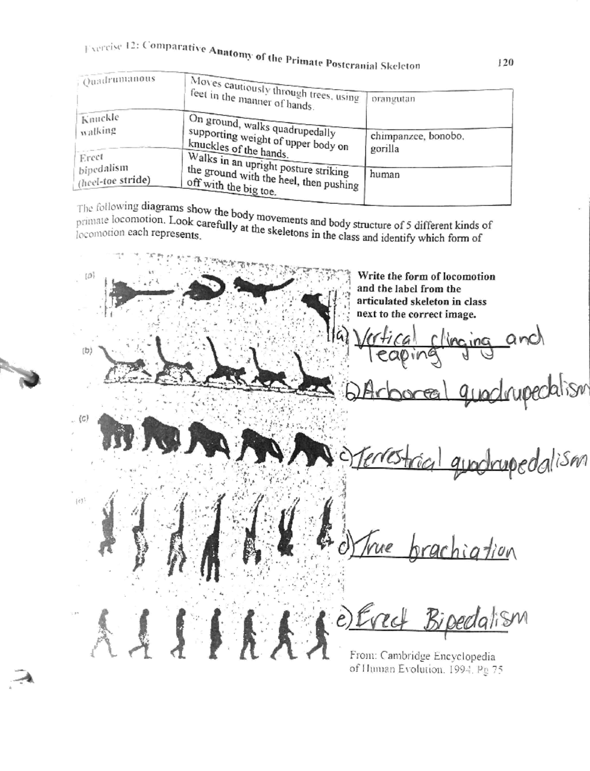 2023-04-04 15-44 - Lab assignment - ANTHRO 111 - Studocu