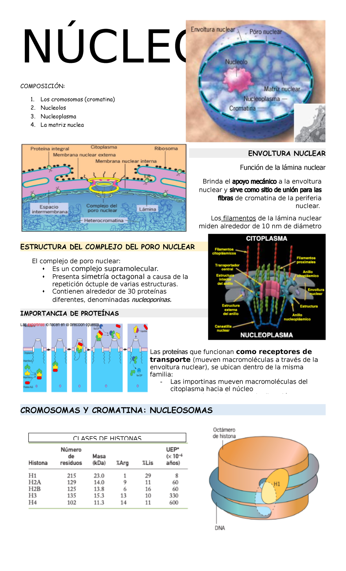 Núcleo - Temas que si quieres estudiar nucleo - NÚCLEO COMPOSICIÓN: 1 ...