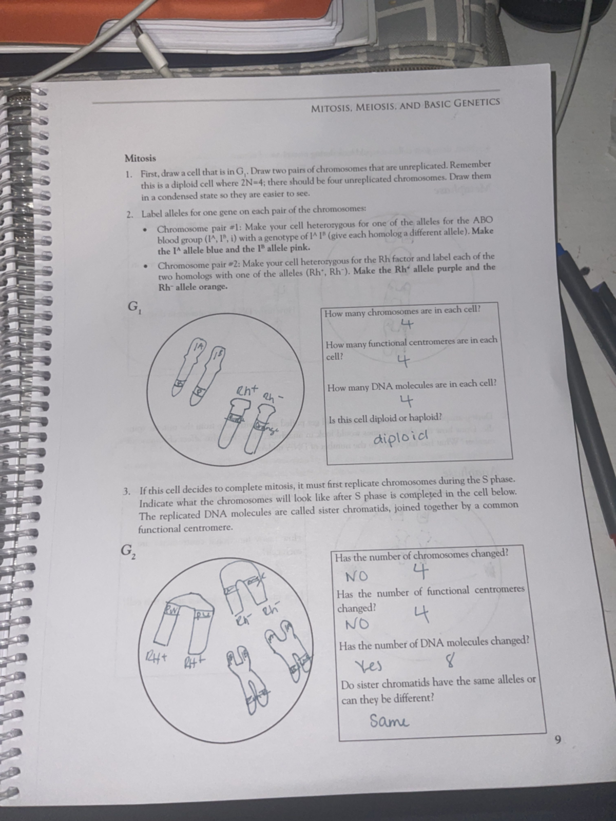 Mitosis Meiosis Homework - MITOSIS, MEIOSIS, AND BASIC GENETICS Mitosis ...