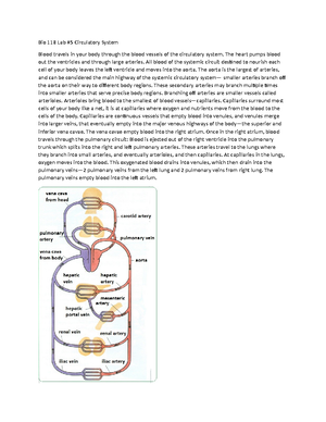 Lab 6 Handout for Anatomy Lab - Alvernia University Bio 118 Lab # 6 ...